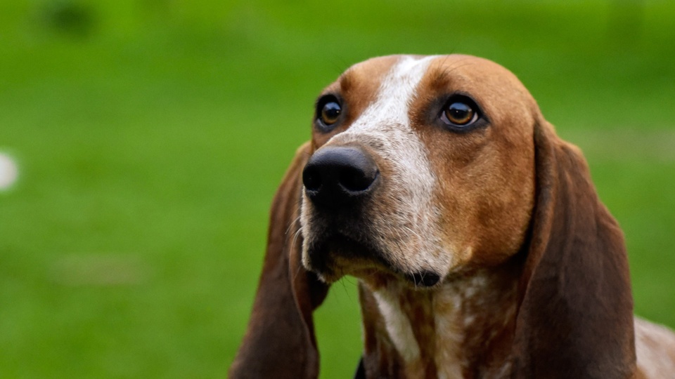 狗壁纸【282】(动物静态壁纸) - 静态壁纸下载 - 元气壁纸