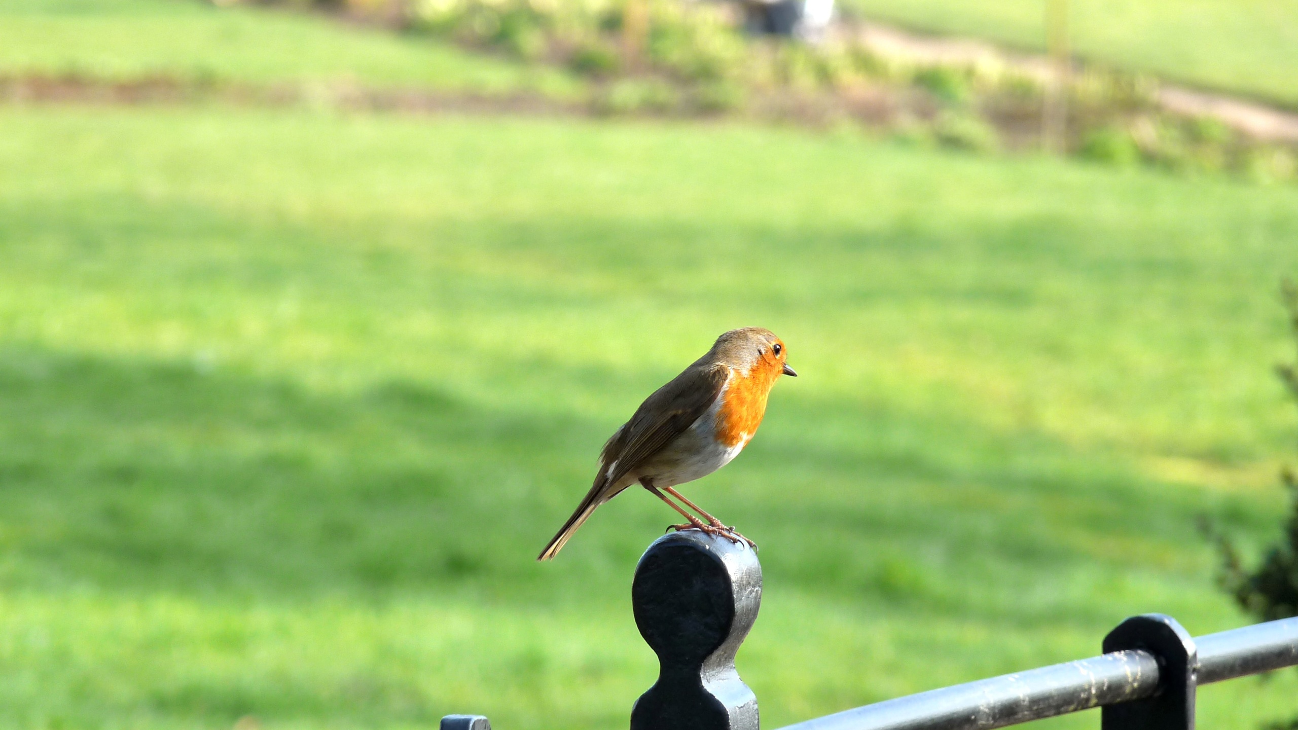 鸟壁纸【1077】(动物静态壁纸) - 静态壁纸下载 - 元气壁纸