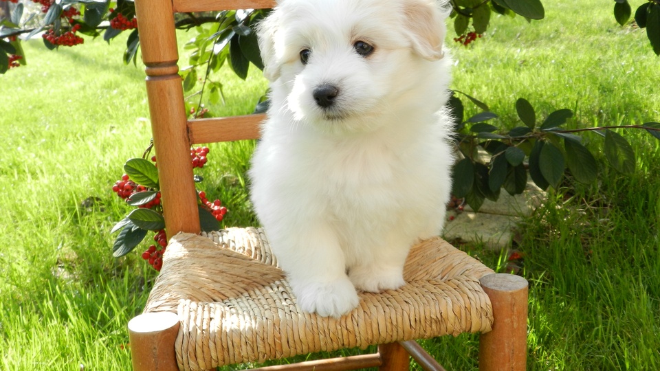 椅子上的小狗4k壁纸壁纸 - 椅子上的小狗4k壁纸电脑壁纸 - 椅子上的小狗4k壁纸电脑静态壁纸 - 元气壁纸