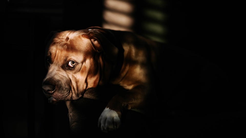 狗壁纸【134】(动物静态壁纸) - 静态壁纸下载 - 元气壁纸