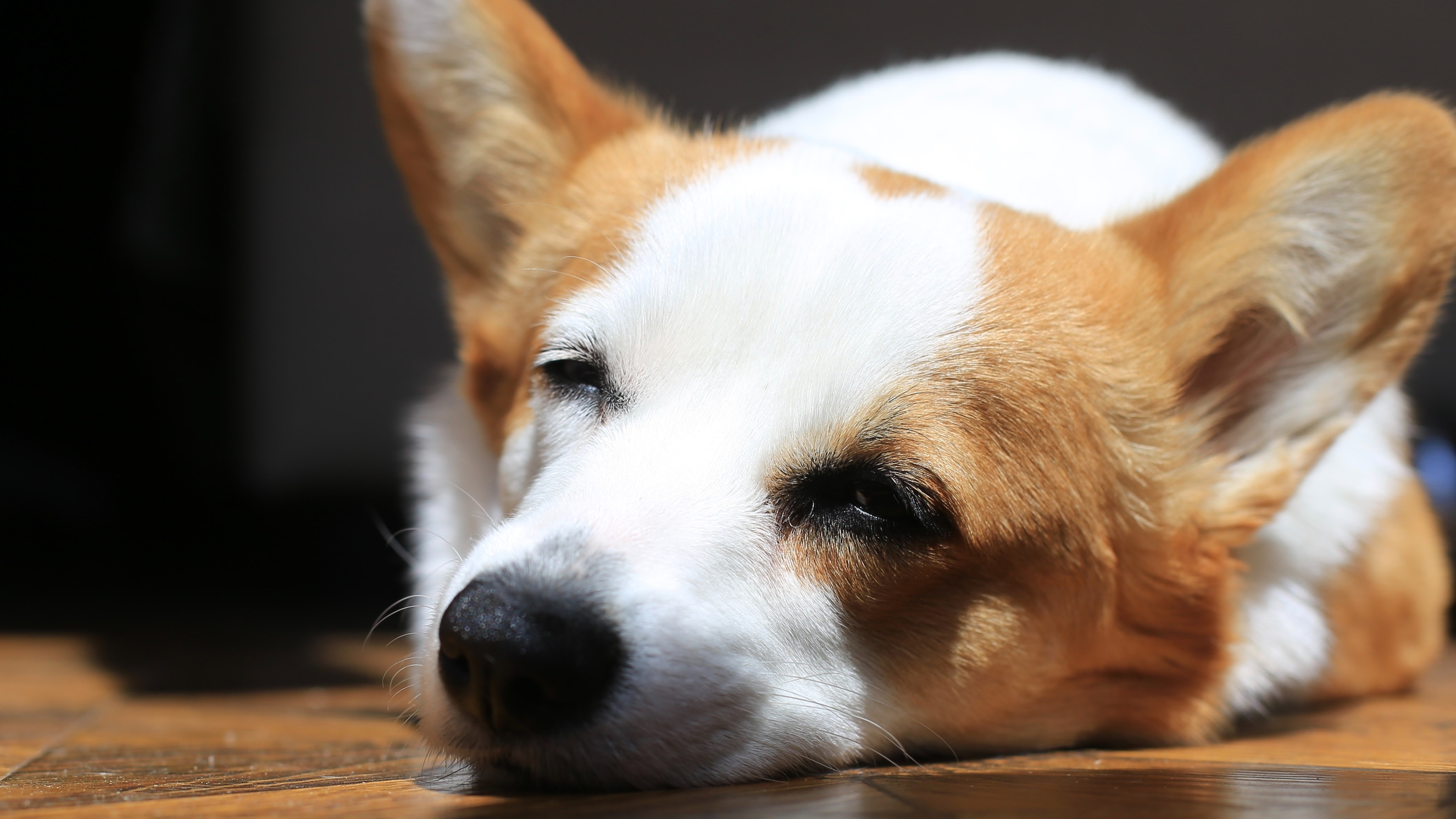 狗壁纸【1260】(动物静态壁纸) - 静态壁纸下载 - 元气壁纸