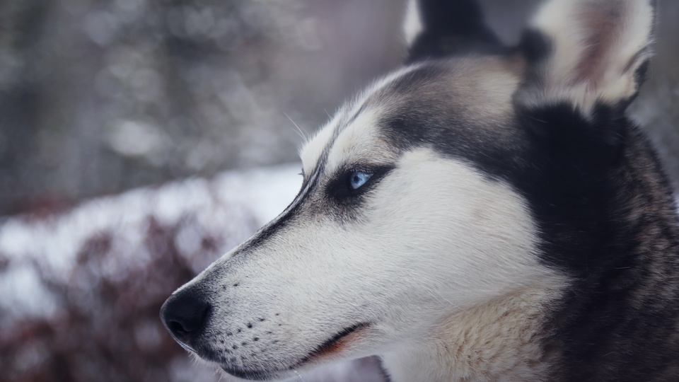 狗壁纸【764】(动物静态壁纸) - 静态壁纸下载 - 元气壁纸
