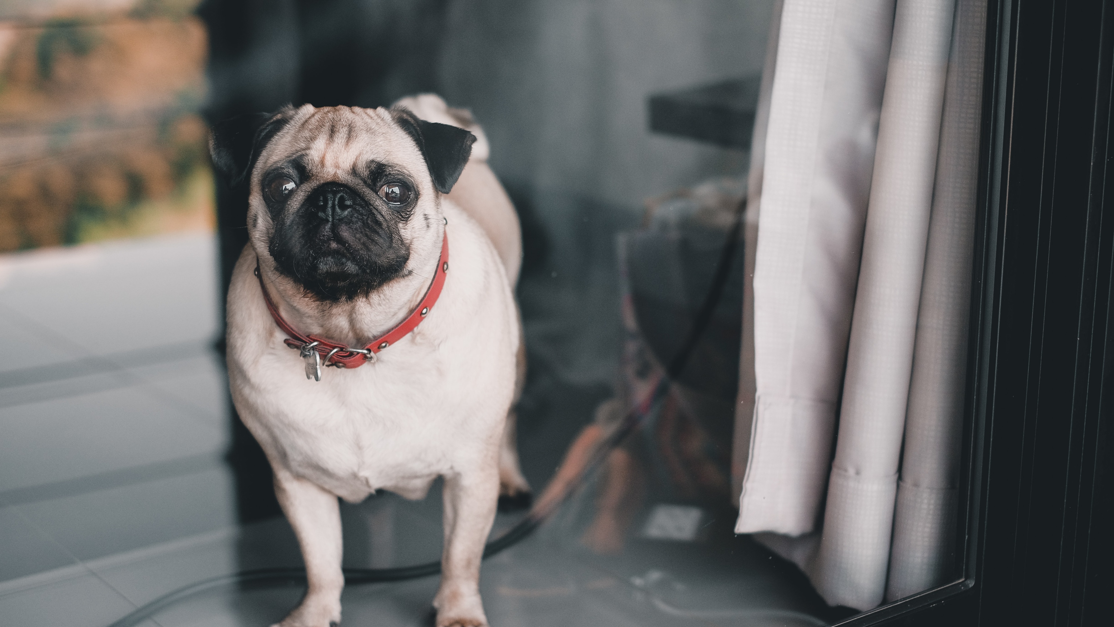 狗壁纸【1794】(动物静态壁纸) - 静态壁纸下载 - 元气壁纸