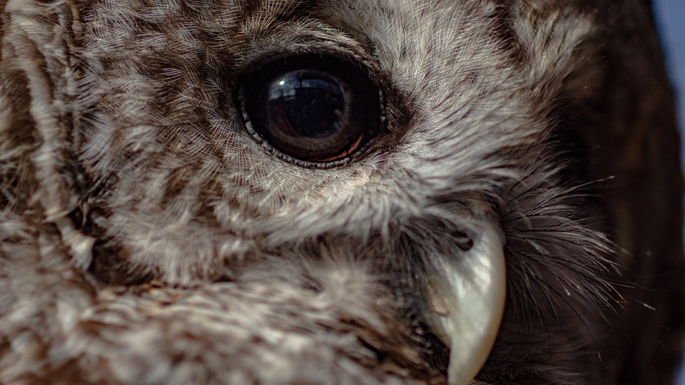 鸟壁纸【1281】(动物静态壁纸) - 静态壁纸下载 - 元气壁纸