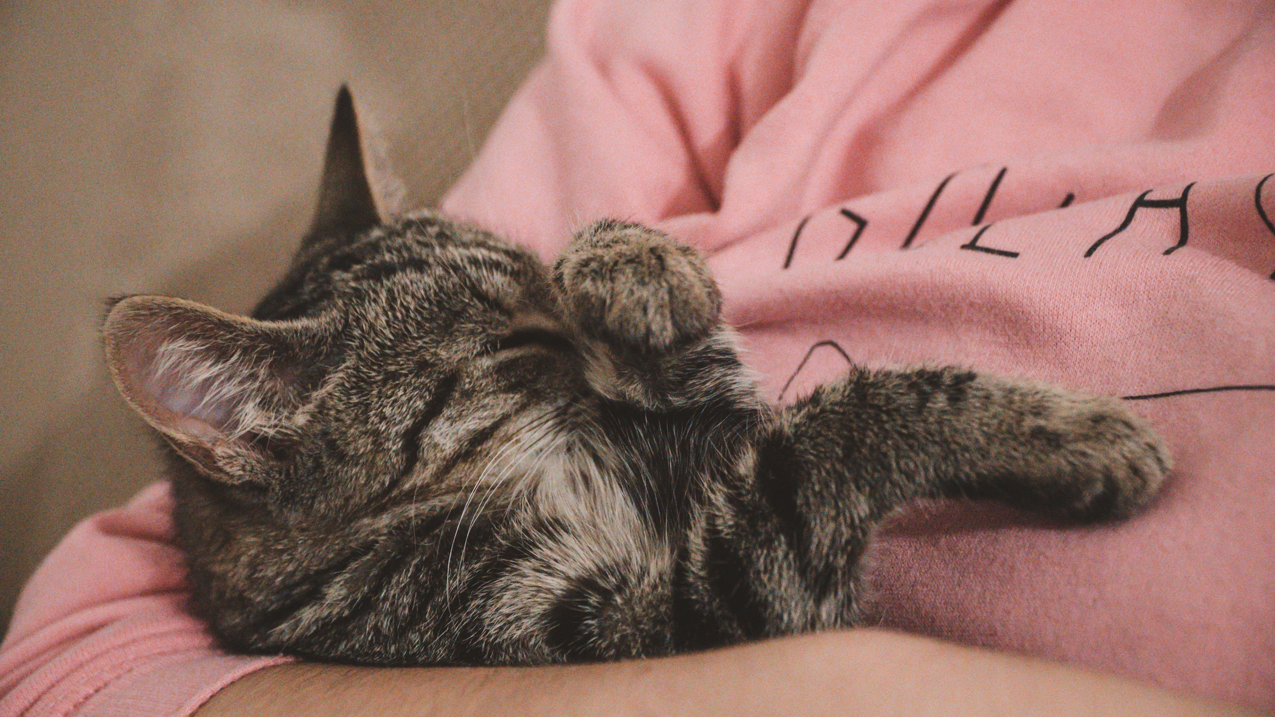 猫壁纸【839】(动物静态壁纸) - 静态壁纸下载 - 元气壁纸