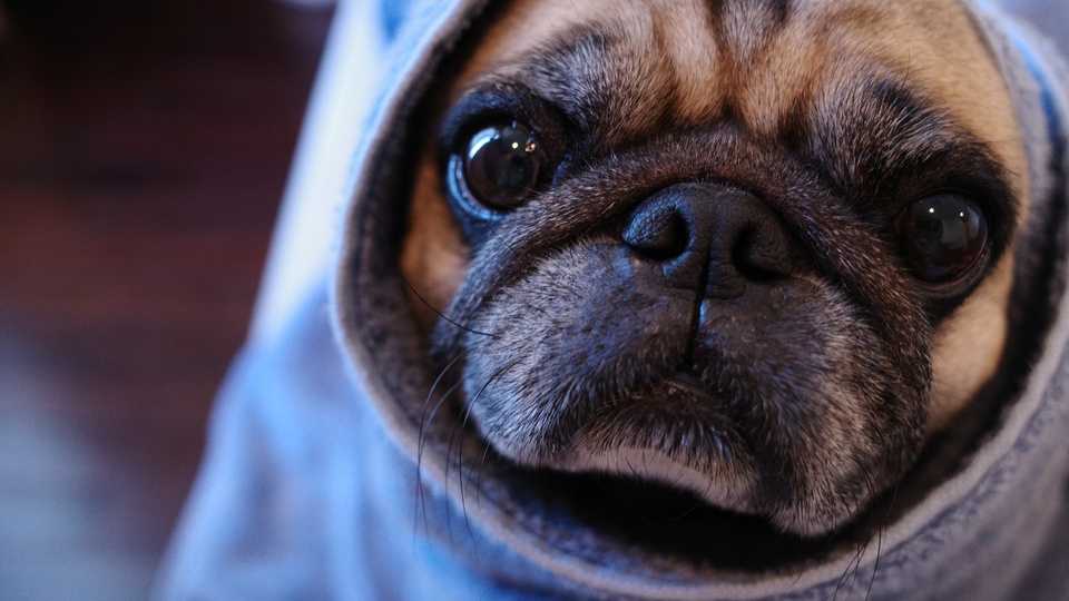 狗壁纸【838】(动物静态壁纸) - 静态壁纸下载 - 元气壁纸