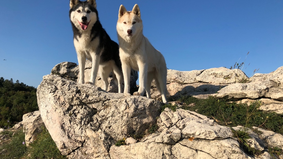 狗壁纸【184】(动物静态壁纸) - 静态壁纸下载 - 元气壁纸