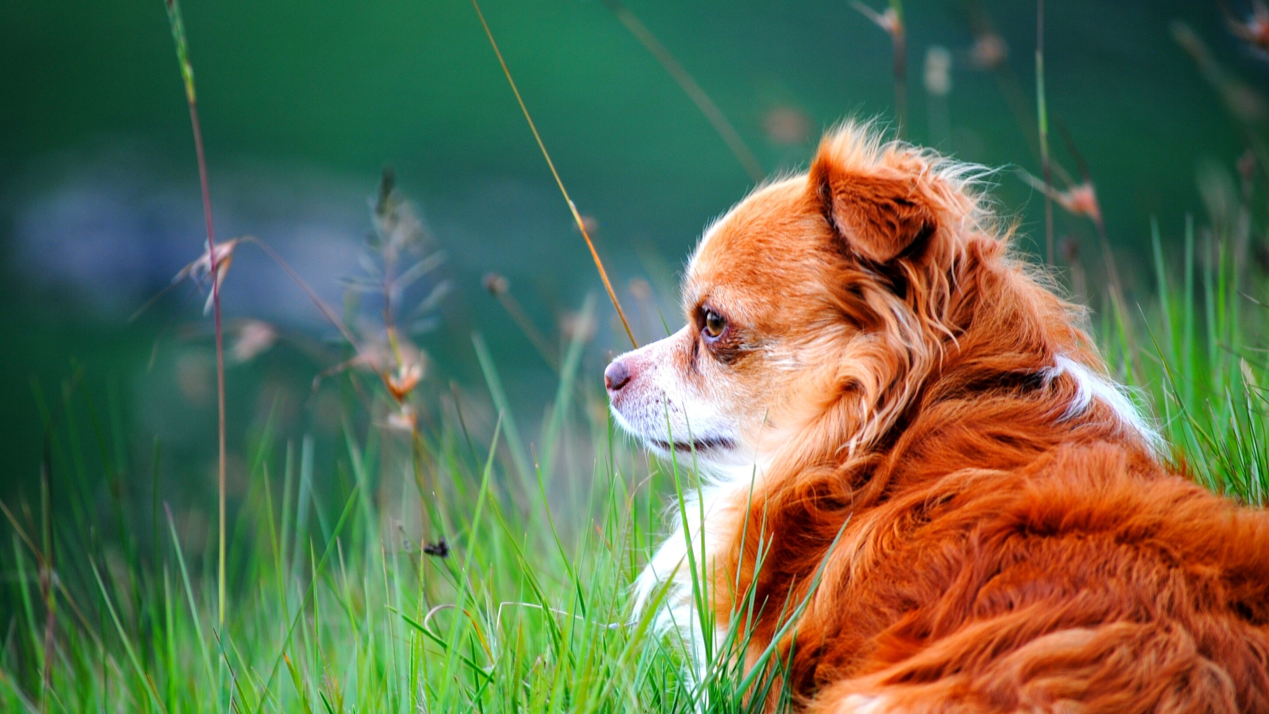 狗壁纸【225】(动物静态壁纸) - 静态壁纸下载 - 元气壁纸