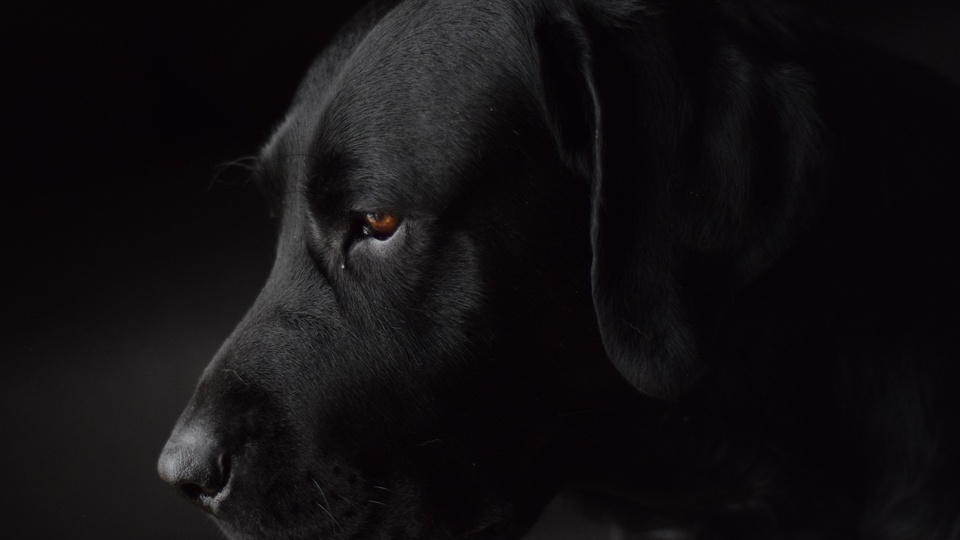 狗壁纸【435】(动物静态壁纸) - 静态壁纸下载 - 元气壁纸