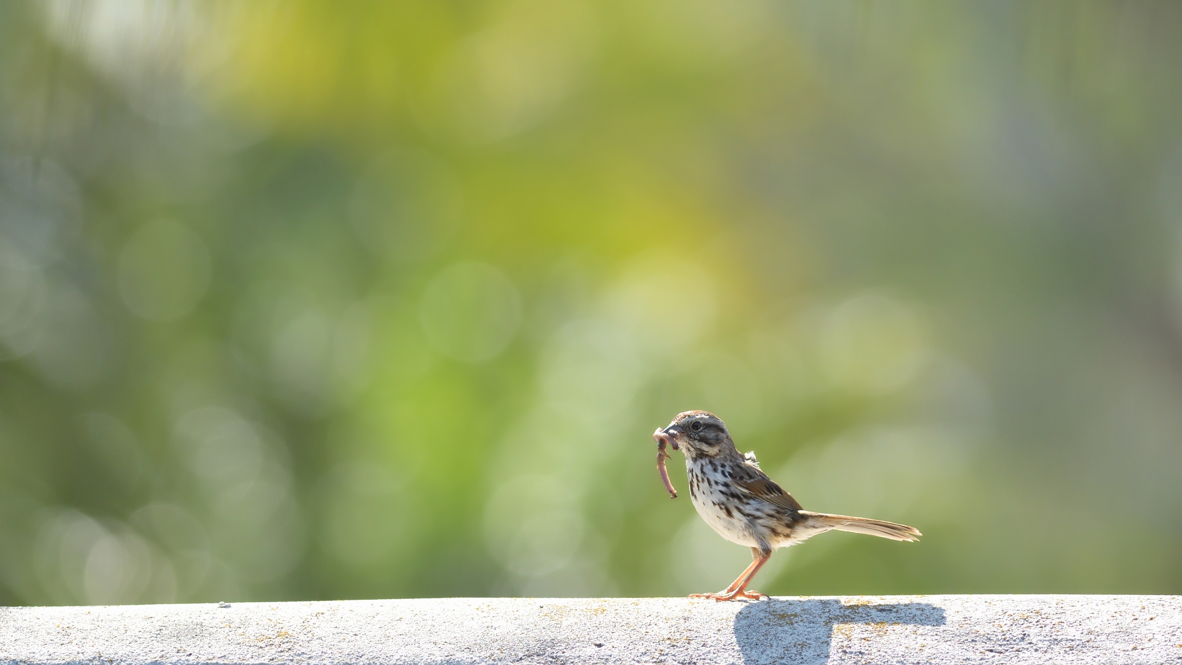 鸟壁纸【1350】(动物静态壁纸) - 静态壁纸下载 - 元气壁纸