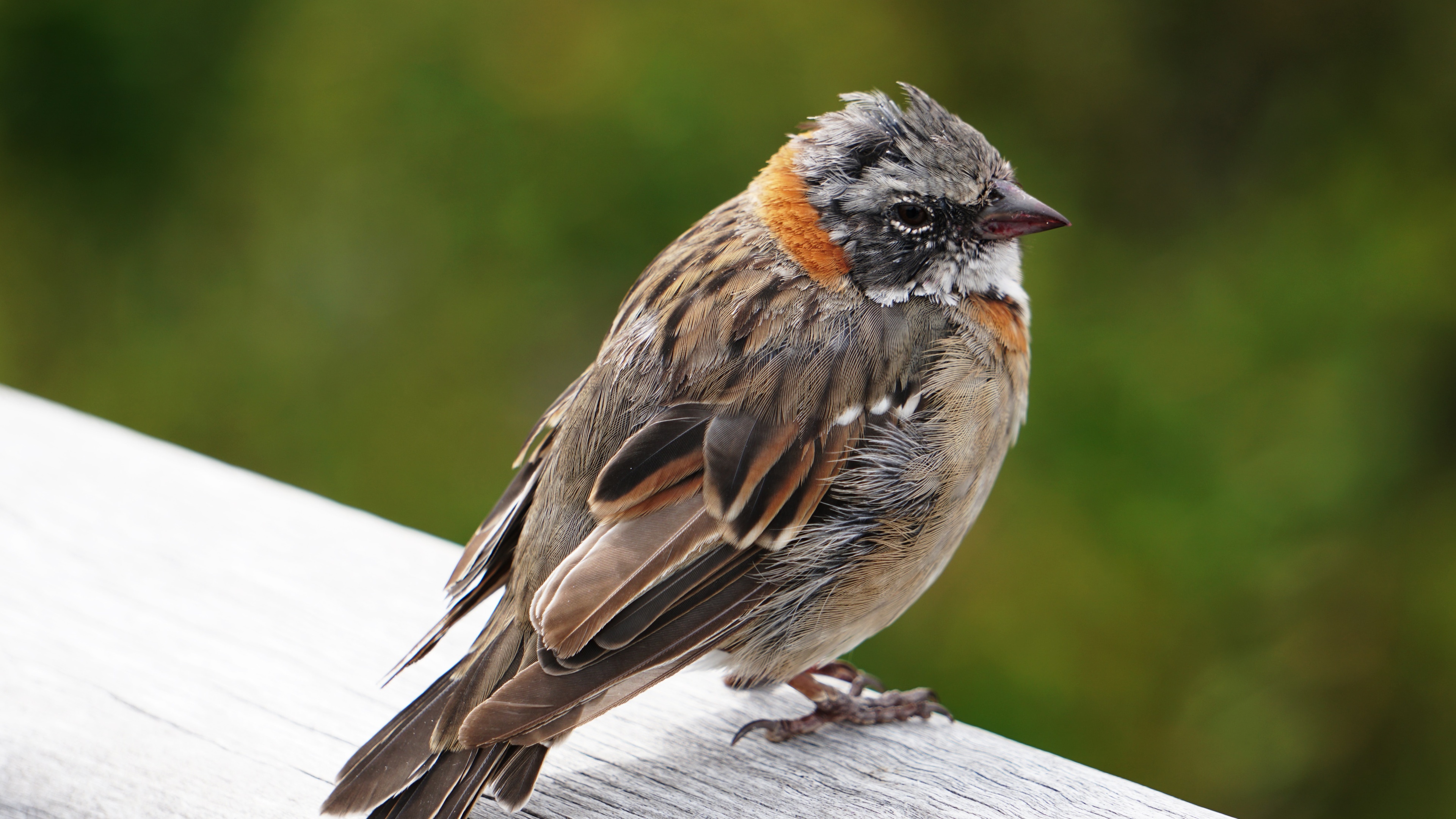 鸟壁纸【1345】(动物静态壁纸) - 静态壁纸下载 - 元气壁纸