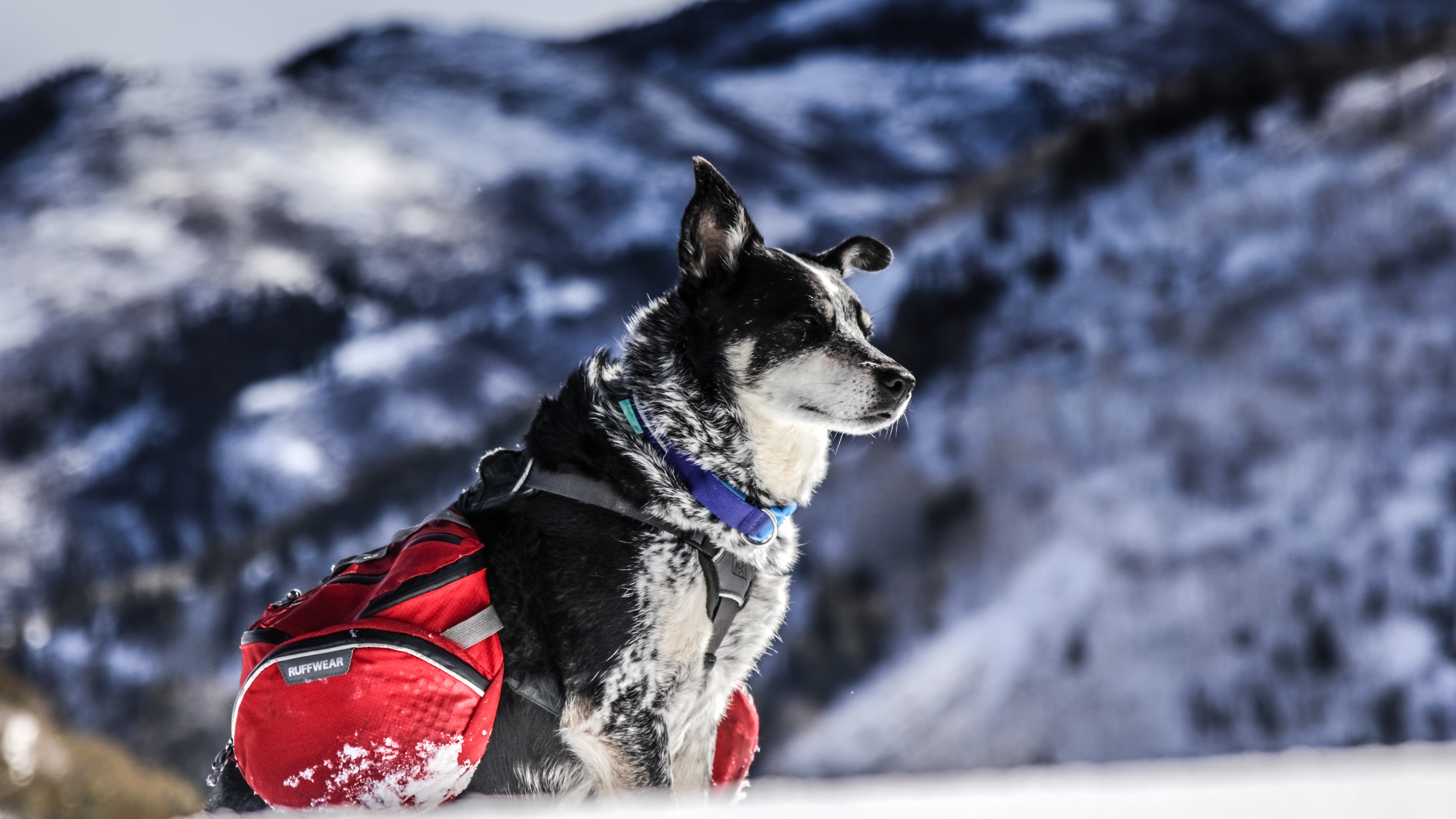 狗壁纸【499】(动物静态壁纸) - 静态壁纸下载 - 元气壁纸