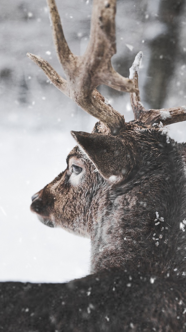 鹿壁纸【23】(动物手机静态壁纸) - 动物手机壁纸下载 - 元气壁纸