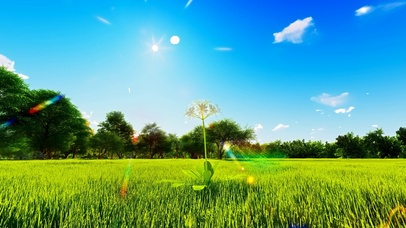 阳光小花朵4K60帧(风景动态壁纸) - 动态壁纸下载 - 元气壁纸