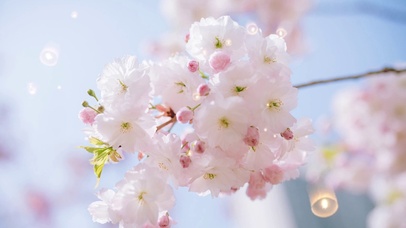 花儿开了(风景动态壁纸) - 动态壁纸下载 - 元气壁纸