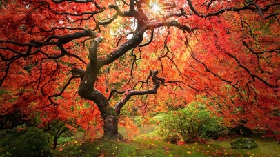 落枫(风景动态壁纸) - 动态壁纸下载 - 元气壁纸