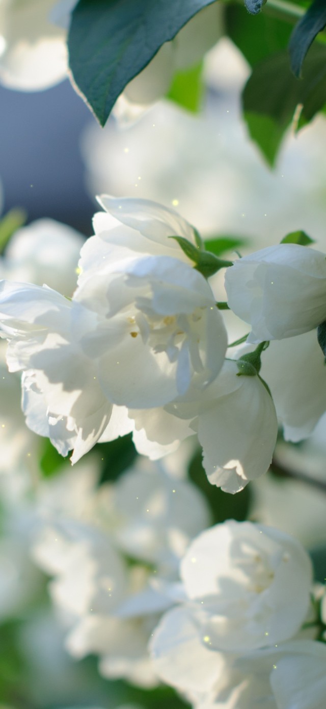 白玫瑰花绽放(风景手机动态壁纸) - 风景手机壁纸下载 - 元气壁纸