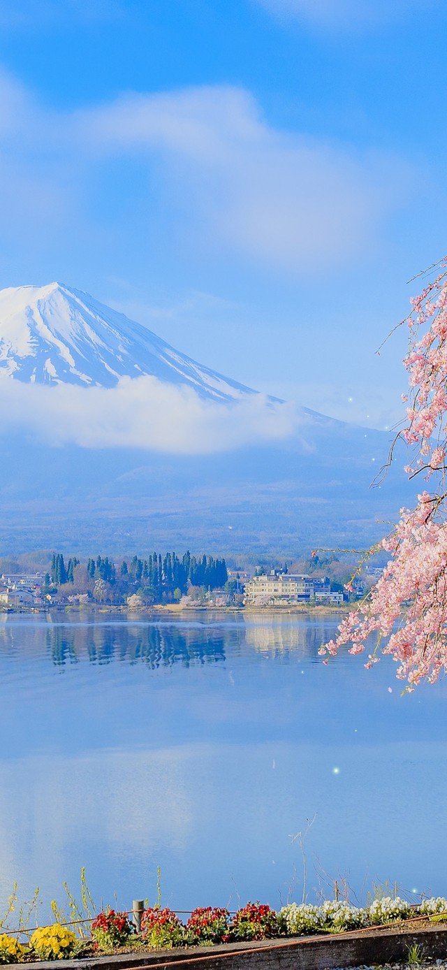 4K唯美春日富士山樱花(风景手机动态壁纸) - 风景手机壁纸下载 - 元气壁纸