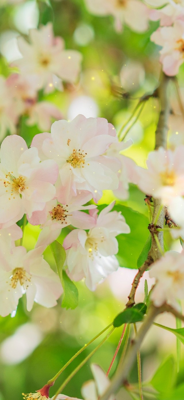 4K唯美治愈清新绿叶樱花(风景手机动态壁纸) - 风景手机壁纸下载 - 元气壁纸