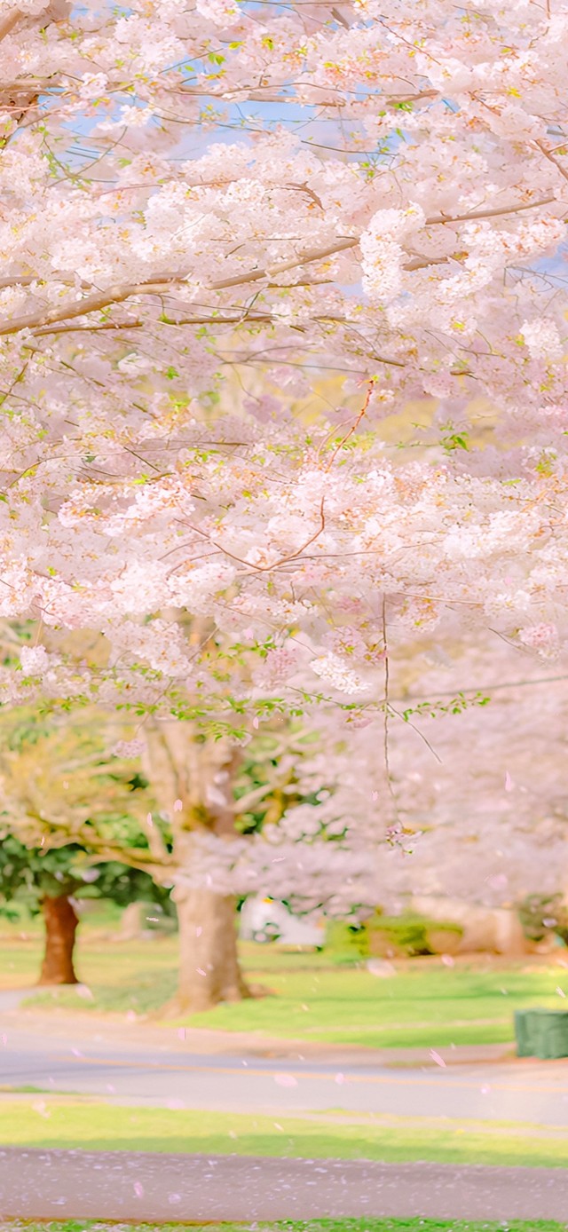 4k盛开的樱花(风景手机动态壁纸) - 风景手机壁纸下载 - 元气壁纸