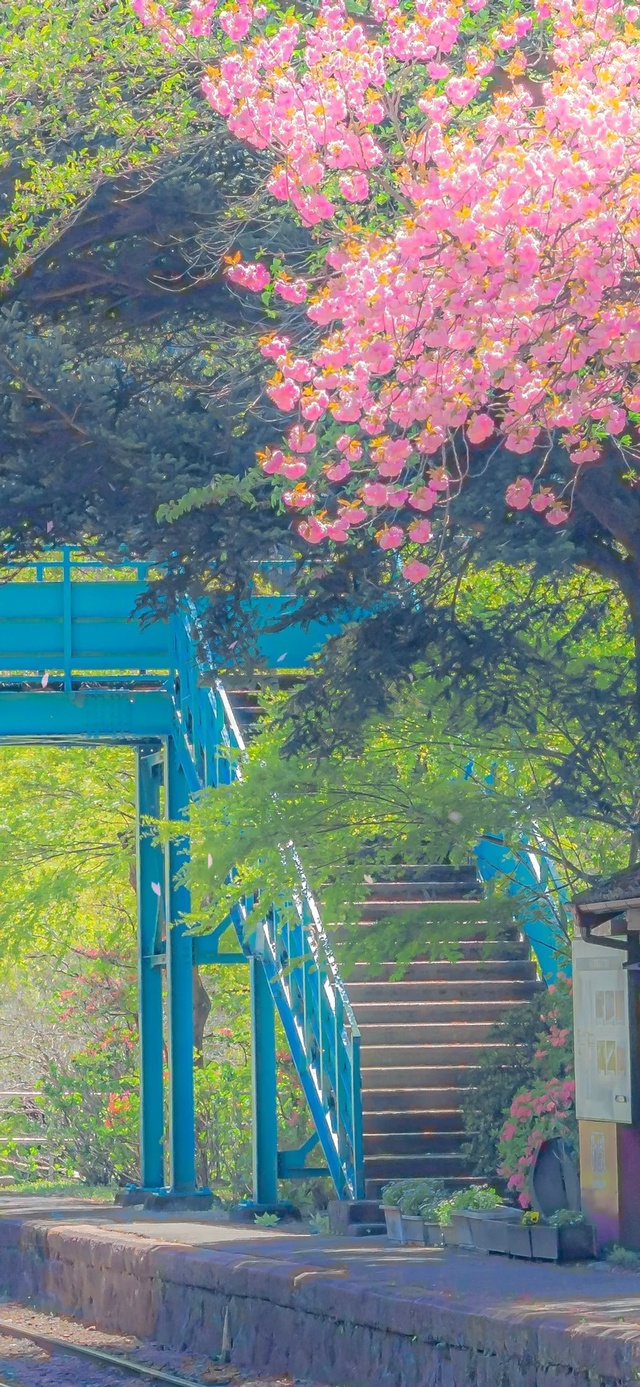 4K樱花场景(风景手机动态壁纸) - 风景手机壁纸下载 - 元气壁纸