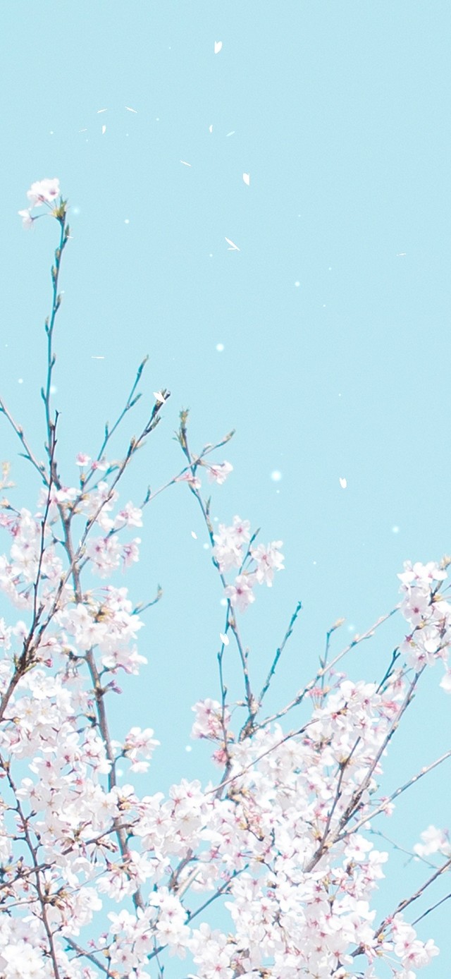 4K樱花盛开的季节(风景手机动态壁纸) - 风景手机壁纸下载 - 元气壁纸