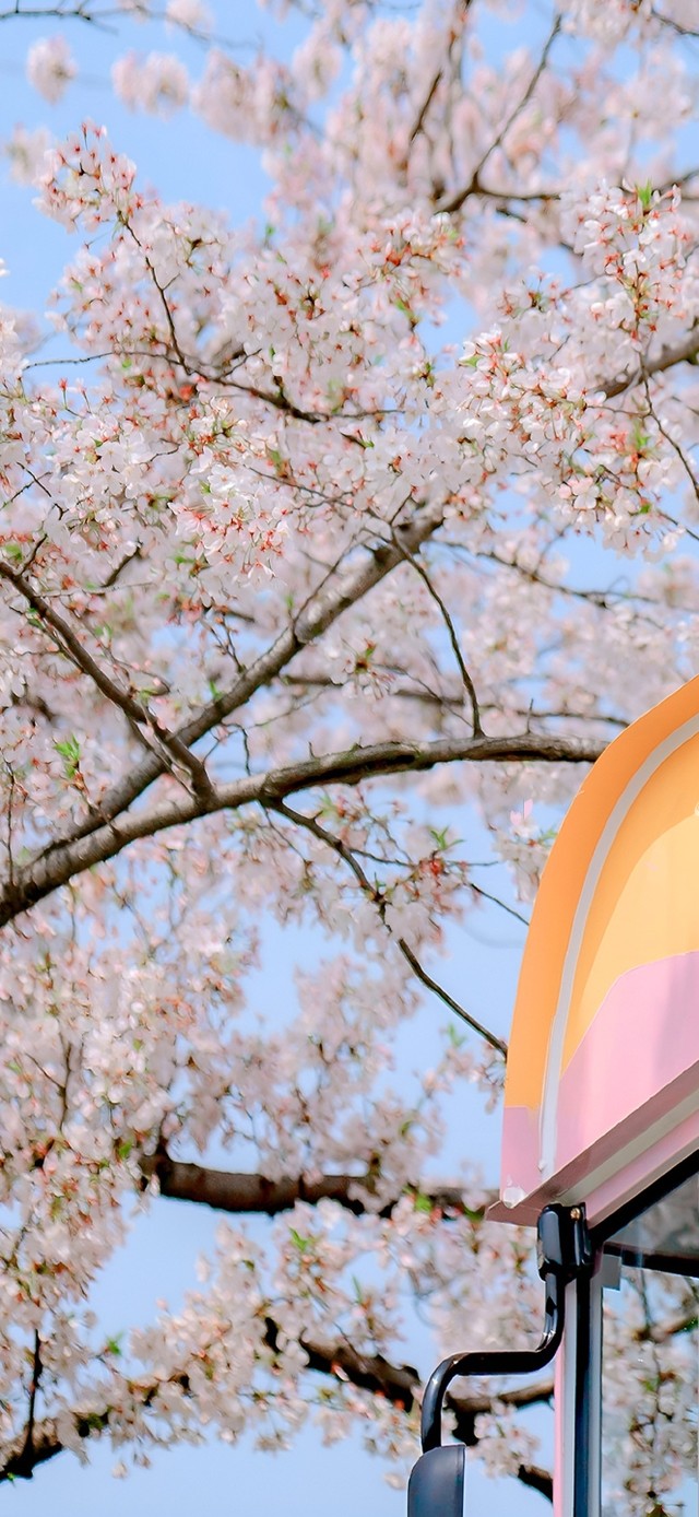 4k樱花季节(风景手机动态壁纸) - 风景手机壁纸下载 - 元气壁纸