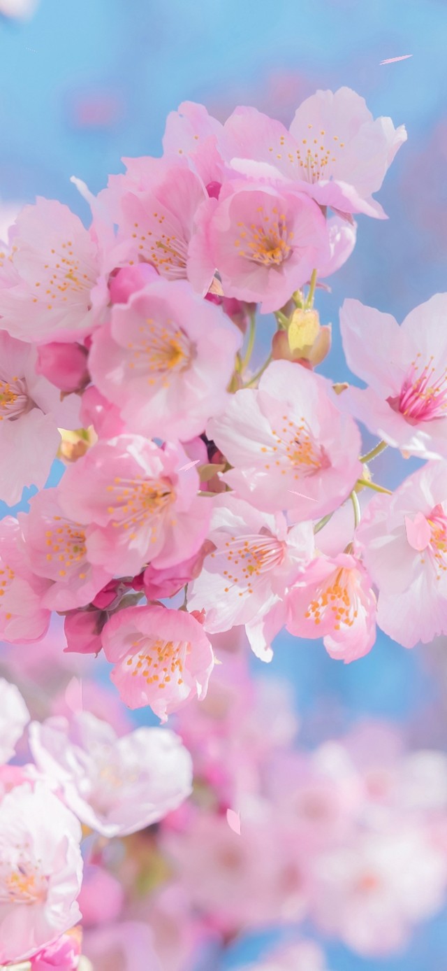 4k樱花(风景手机动态壁纸) - 风景手机壁纸下载 - 元气壁纸