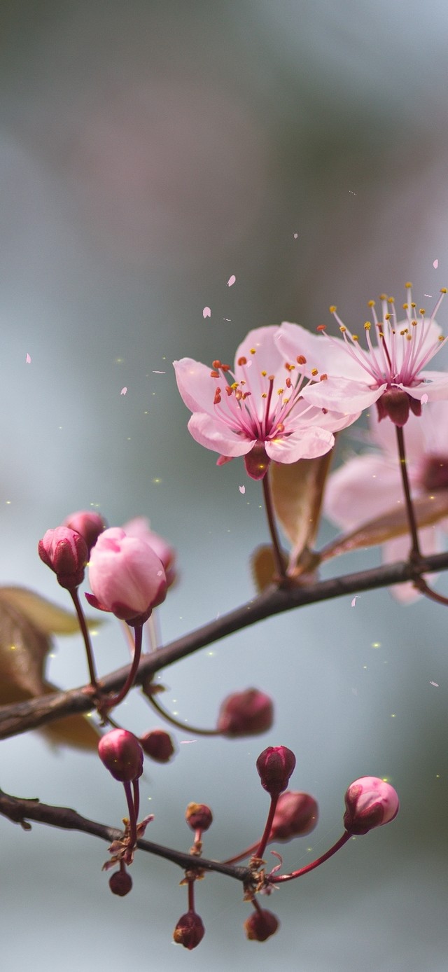 清新治愈花儿盛开(风景手机动态壁纸) - 风景手机壁纸下载 - 元气壁纸
