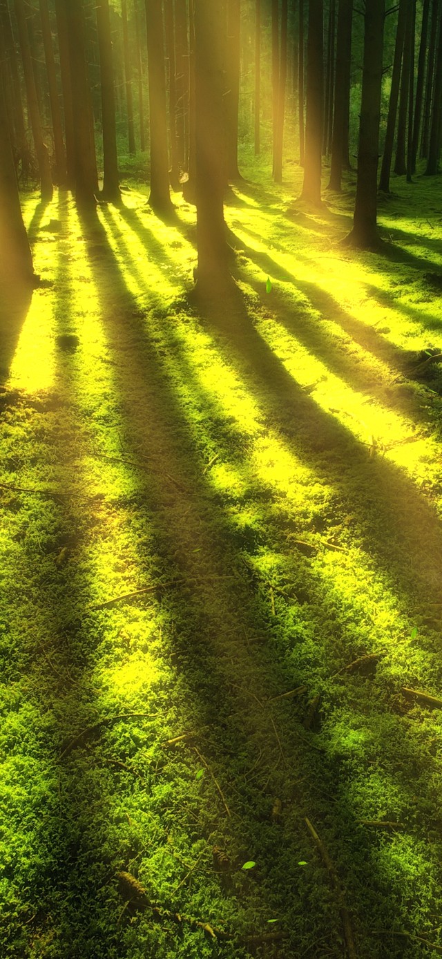 4k阳光森林(风景手机动态壁纸) - 风景手机壁纸下载 - 元气壁纸