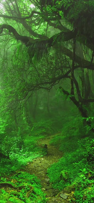 4K森林壁纸 - 4K森林手机壁纸 - 4K森林手机动态壁纸 - 元气壁纸
