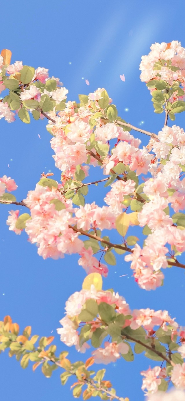 治愈春天美丽的花儿(风景手机动态壁纸) - 风景手机壁纸下载 - 元气壁纸