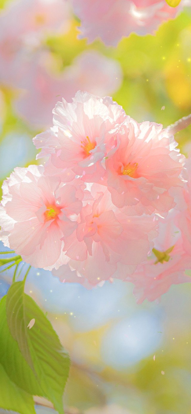 治愈清新花儿盛开(风景手机动态壁纸) - 风景手机壁纸下载 - 元气壁纸