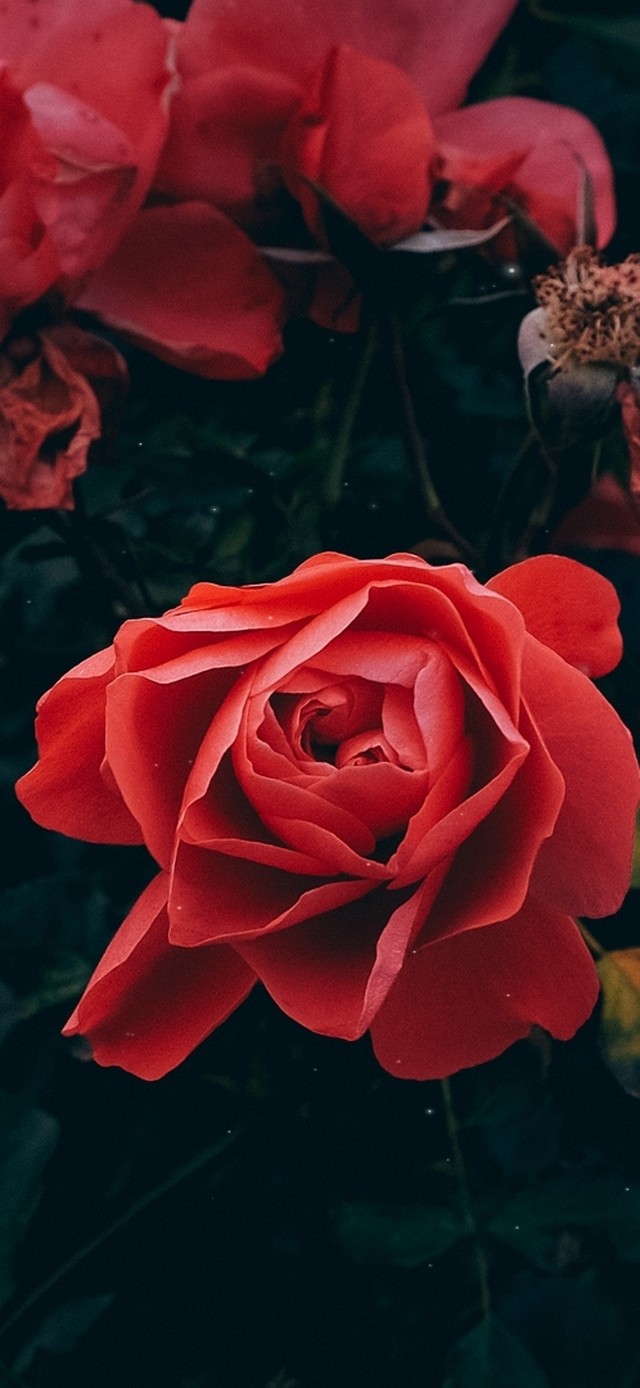 唯美玫瑰鲜花盛开(风景手机动态壁纸) - 风景手机壁纸下载 - 元气壁纸