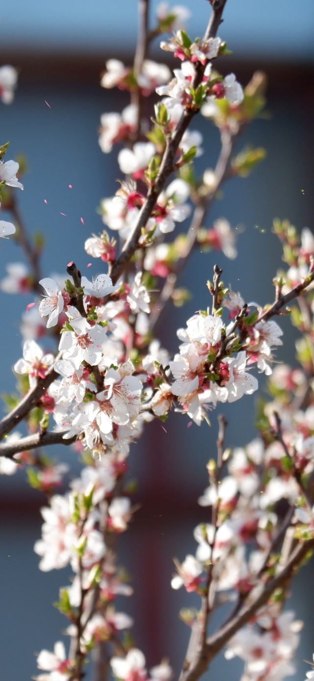 春天花儿开(风景手机动态壁纸) - 风景手机壁纸下载 - 元气壁纸