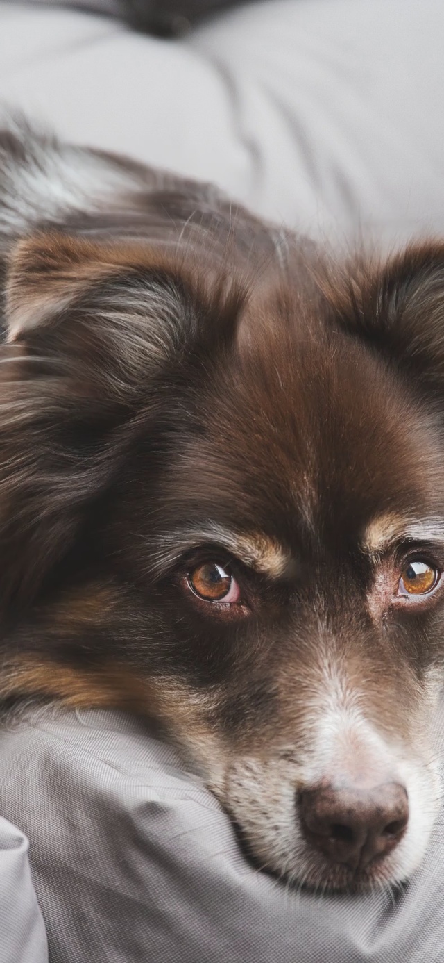 狗狗4k超清壁纸(动物手机动态壁纸) - 动物手机壁纸下载 - 元气壁纸