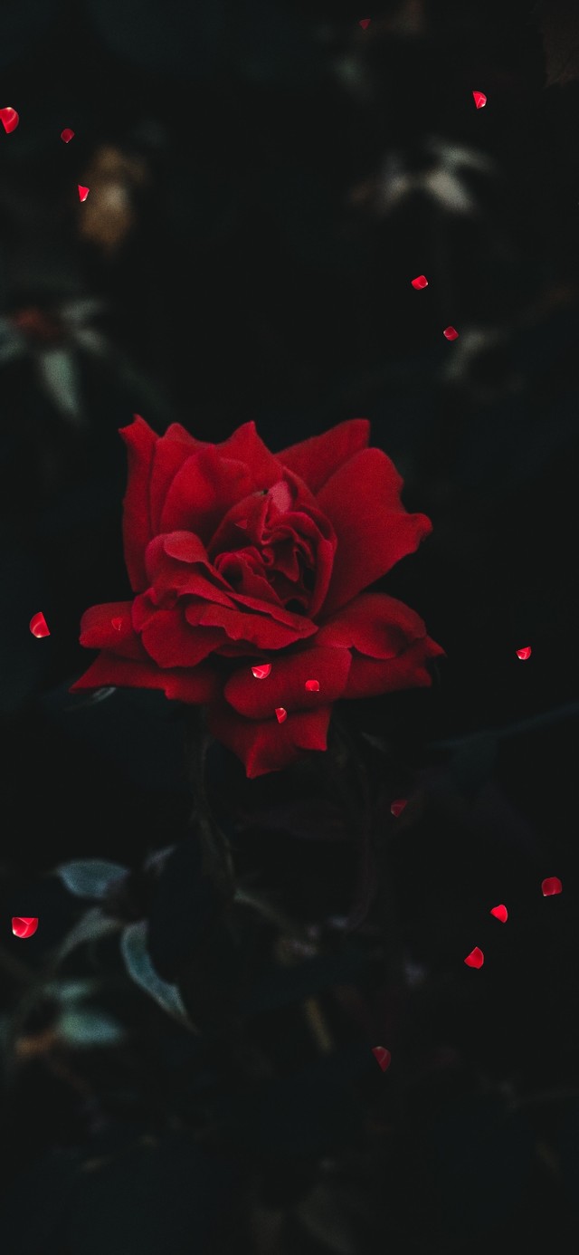 玫瑰(风景手机动态壁纸) - 风景手机壁纸下载 - 元气壁纸