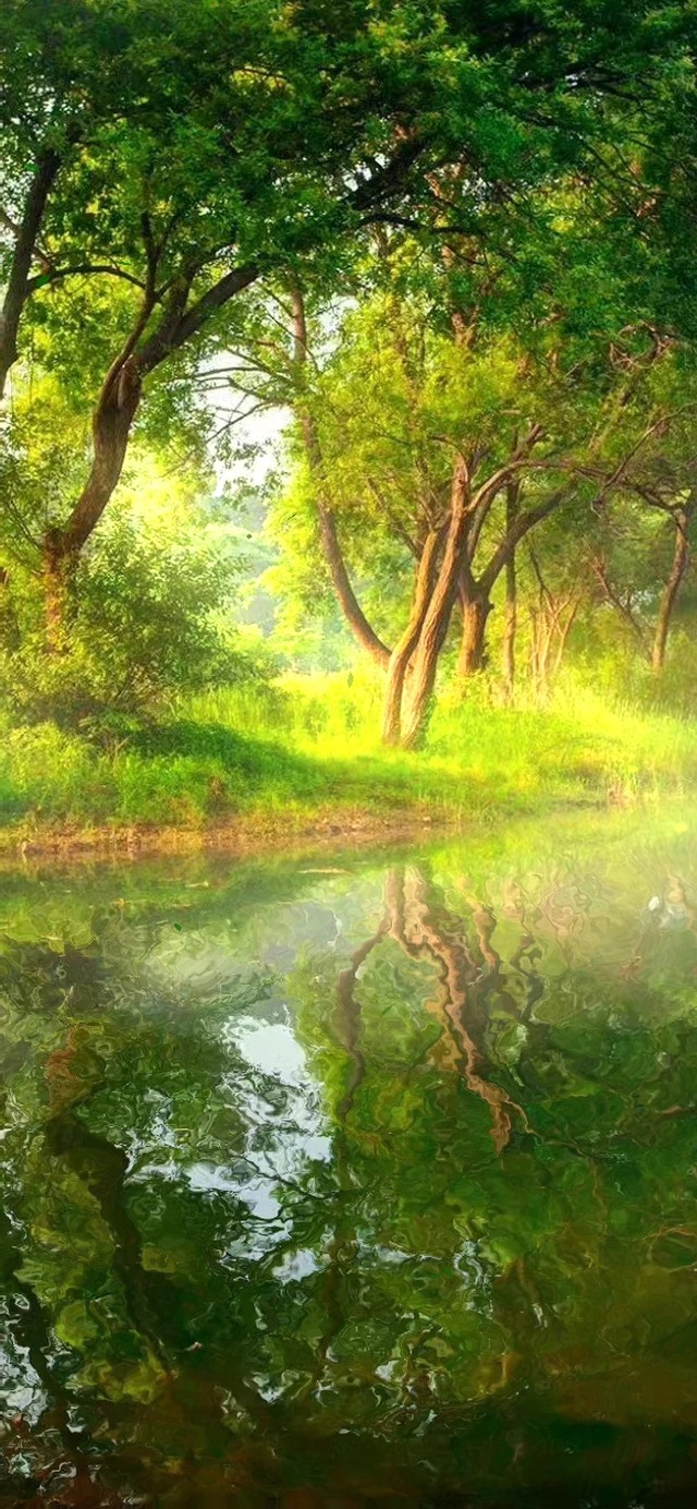 护眼树林 风景手机动态壁纸 风景手机壁纸下载 元气壁纸