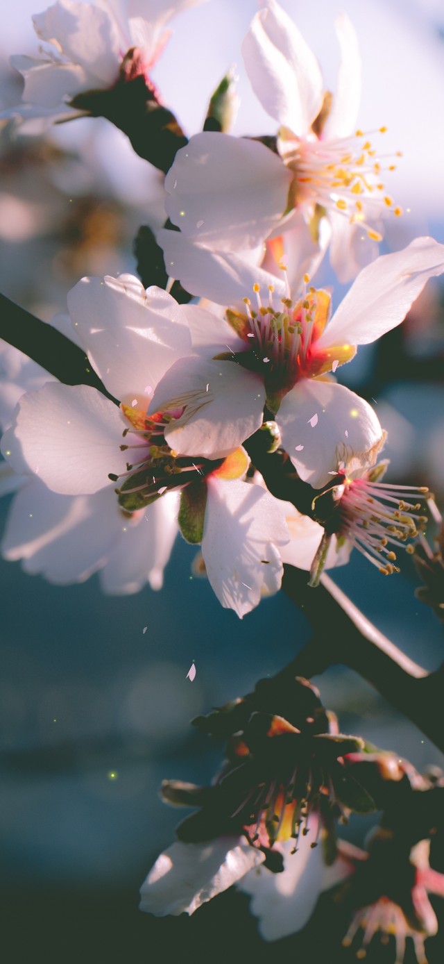 唯美花儿盛开(风景手机动态壁纸) - 风景手机壁纸下载 - 元气壁纸