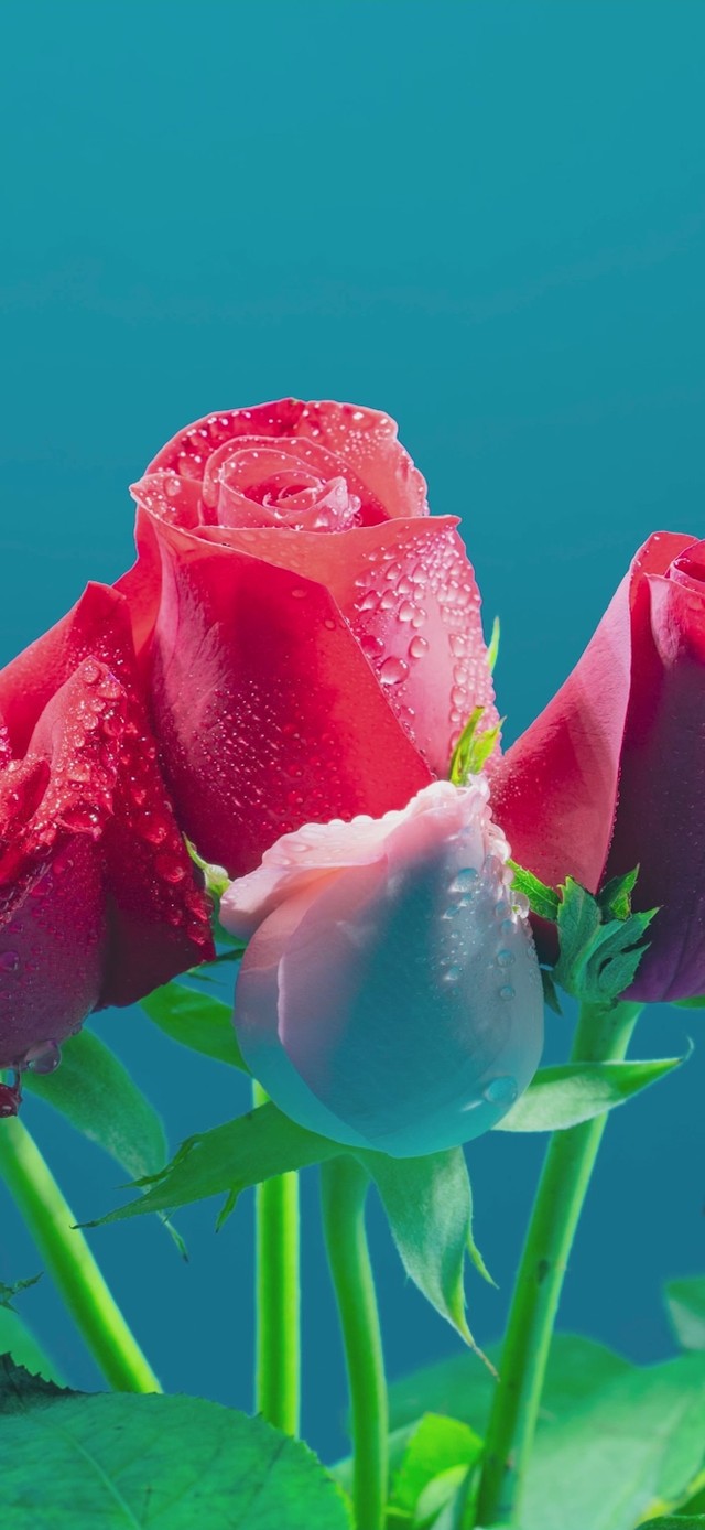 绽放的玫瑰花(风景手机动态壁纸) - 风景手机壁纸下载 - 元气壁纸