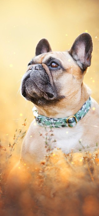 宠物狗狗壁纸 - 宠物狗狗手机壁纸 - 宠物狗狗手机动态壁纸 - 元气壁纸