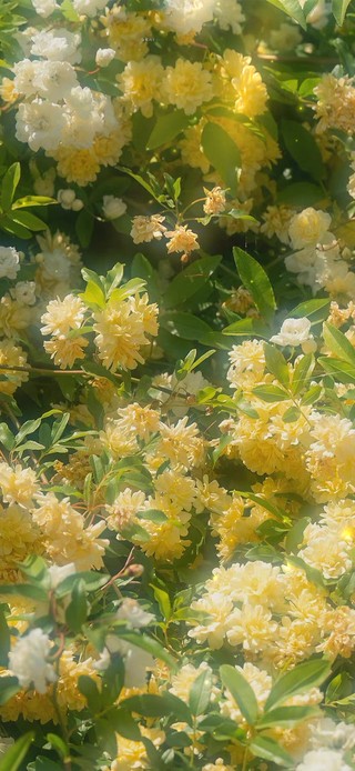 春天花儿开(风景手机动态壁纸) - 风景手机壁纸下载 - 元气壁纸