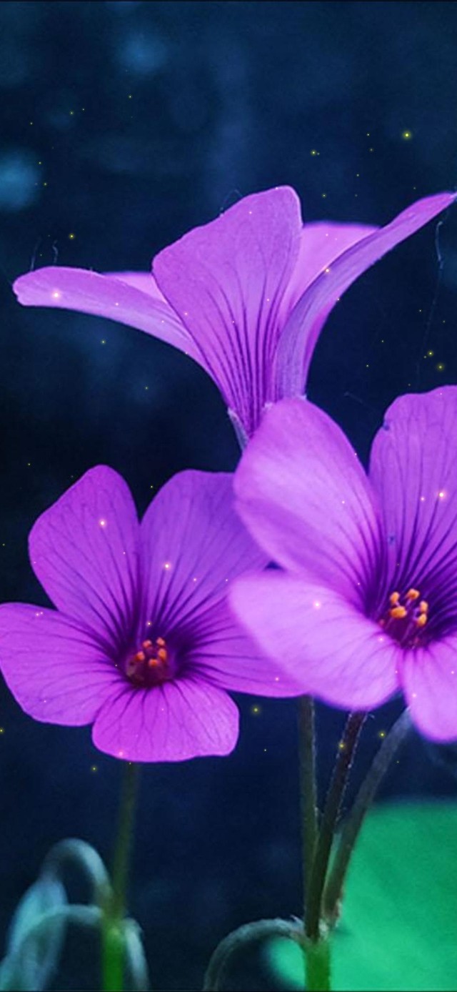 傍晚荧光花儿(风景手机动态壁纸) - 风景手机壁纸下载 - 元气壁纸