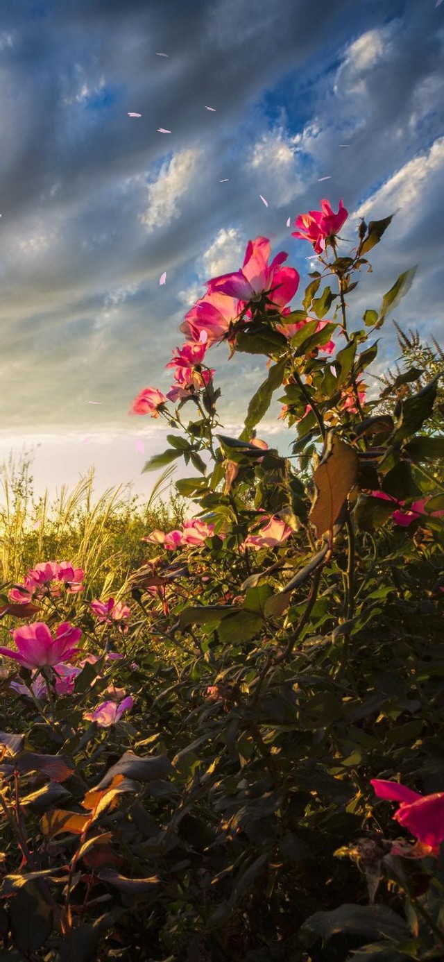 粉红色花儿(风景手机动态壁纸) - 风景手机壁纸下载 - 元气壁纸