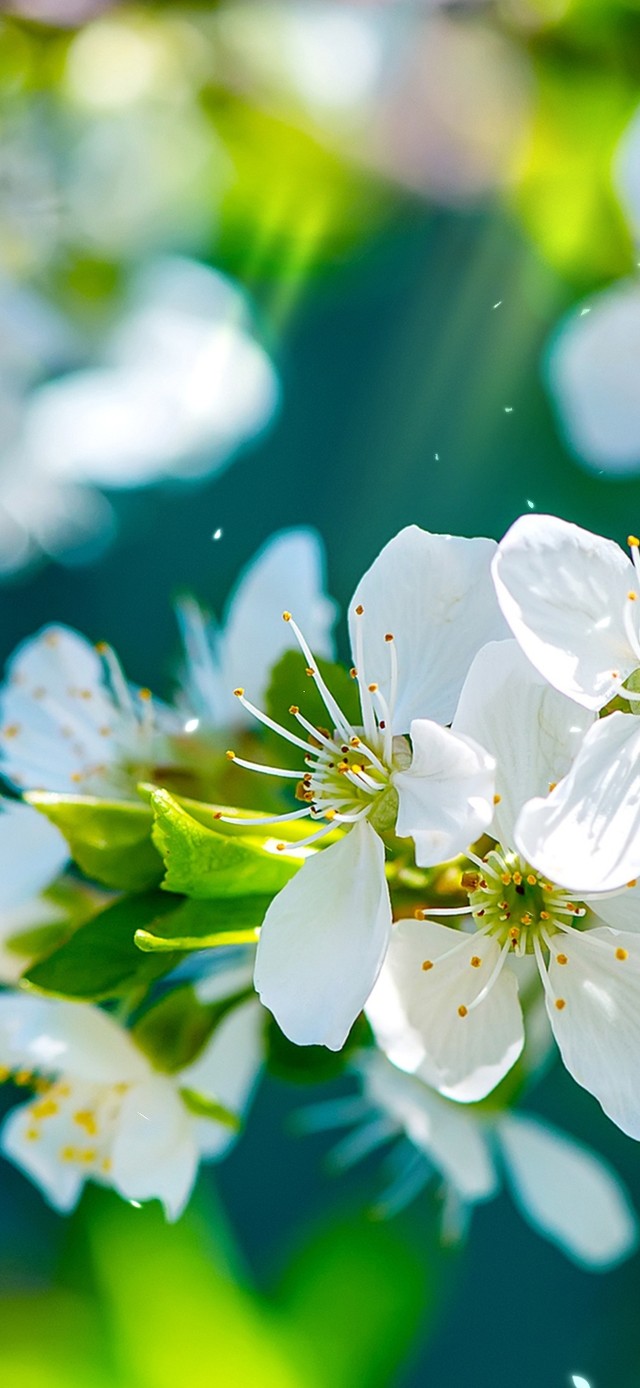 4k纯纯的樱花(风景手机动态壁纸) - 风景手机壁纸下载 - 元气壁纸