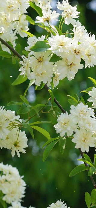 花儿开壁纸 - 花儿开手机壁纸 - 花儿开手机动态壁纸 - 元气壁纸