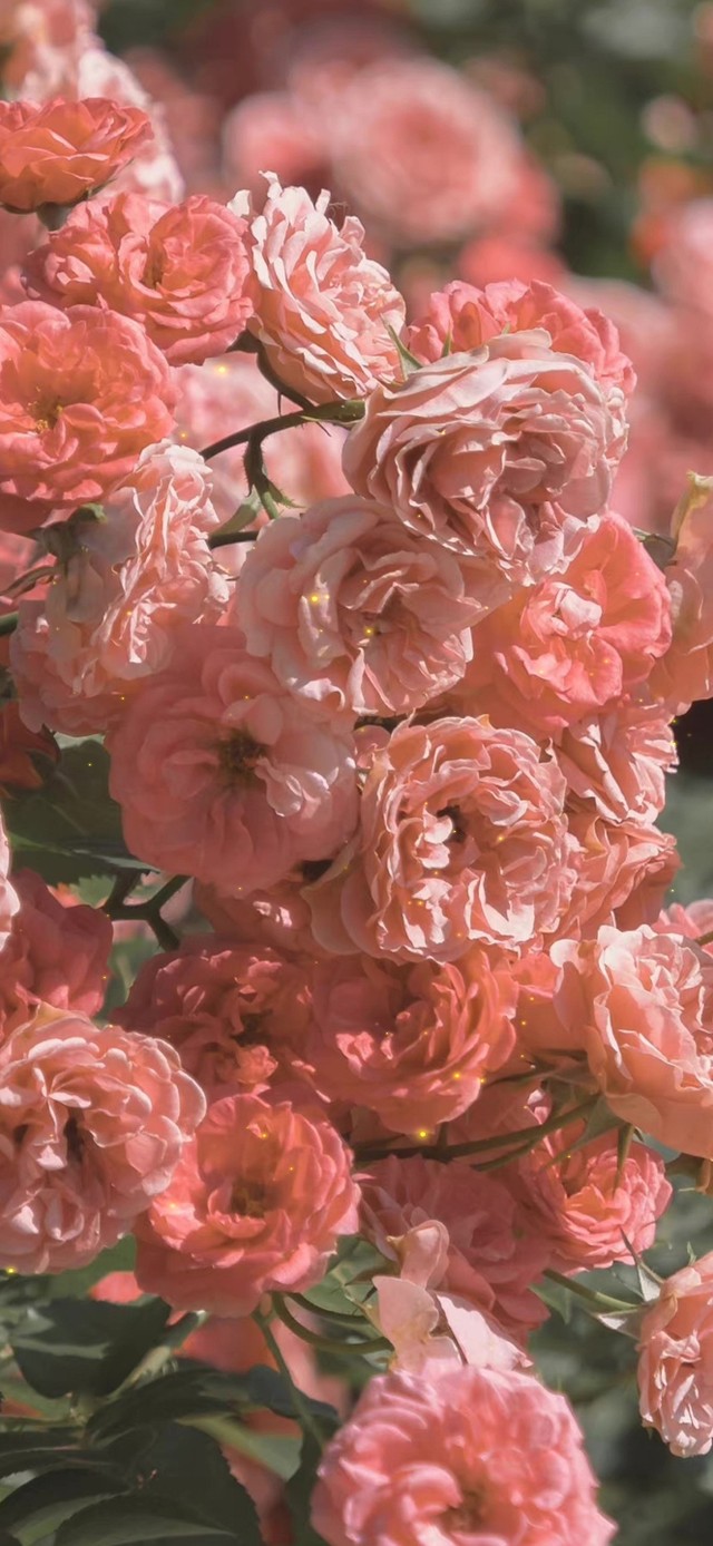 4K鲜艳美丽花儿盛开(风景手机动态壁纸) - 风景手机壁纸下载 - 元气壁纸