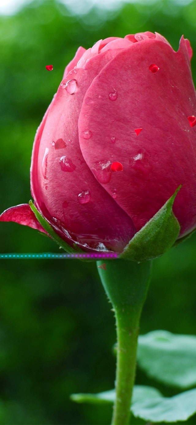 玫瑰花(风景手机动态壁纸) - 风景手机壁纸下载 - 元气壁纸