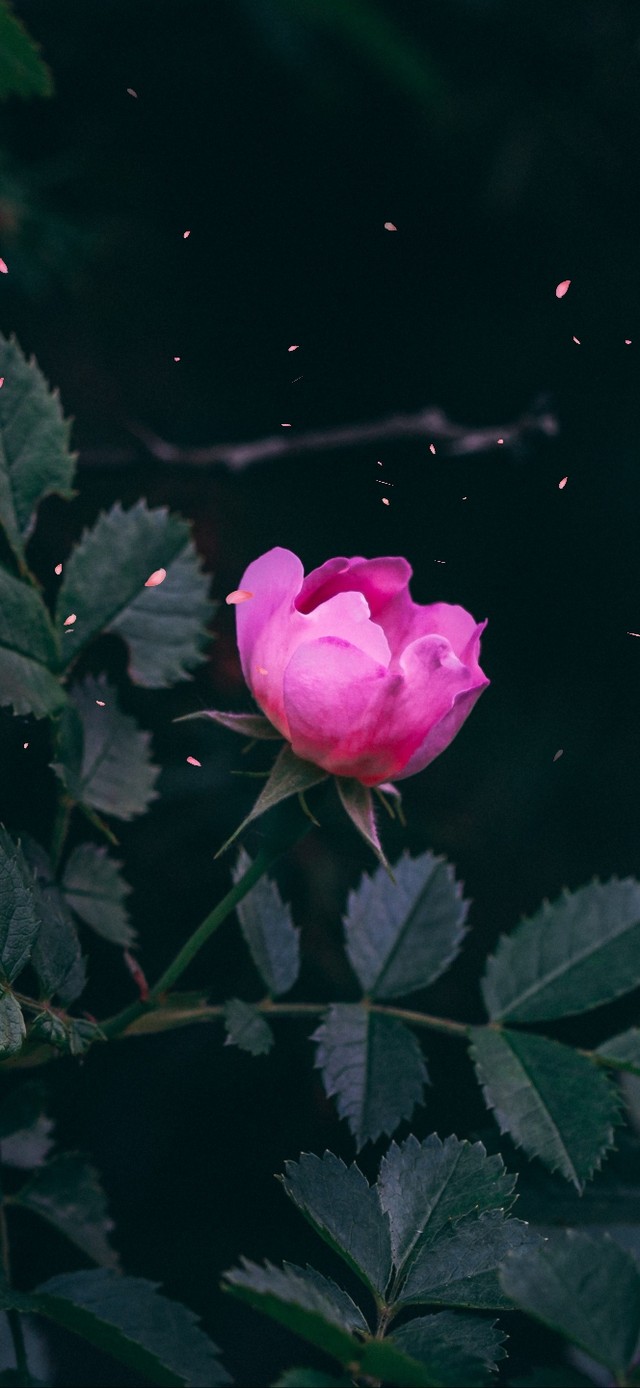 花儿(风景手机动态壁纸) - 风景手机壁纸下载 - 元气壁纸