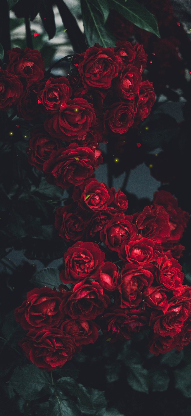 唯美玫瑰壁纸(小清新手机动态壁纸) - 小清新手机壁纸下载 - 元气壁纸